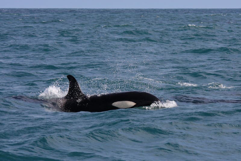 Orca or Killer Whale Breaking the Waves Stock Photo - Image of europe ...