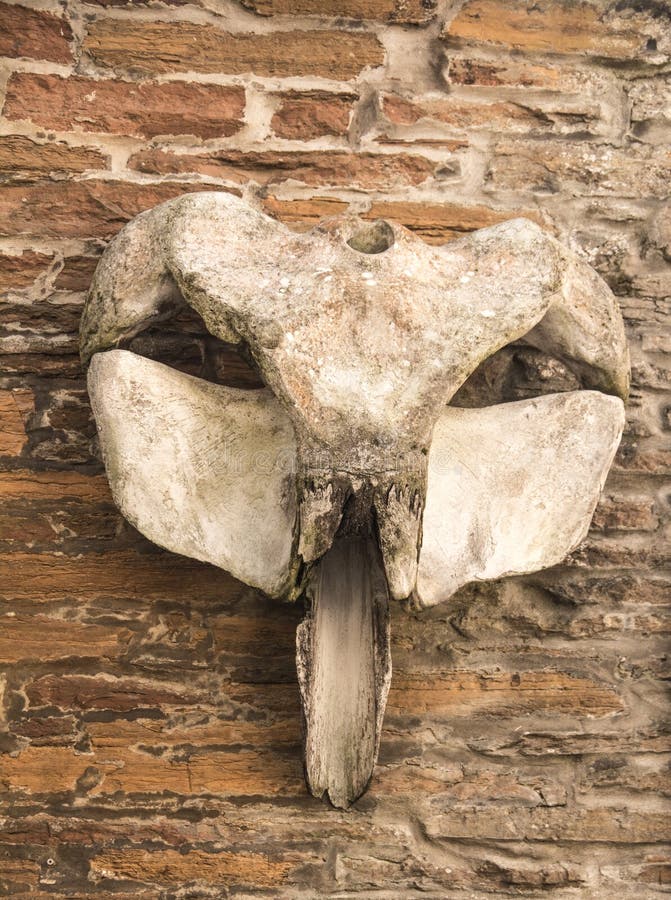 Orca or Killer Whale Jaw Bone, Stromness,Orkney Scotland,Uk Stock Image ...