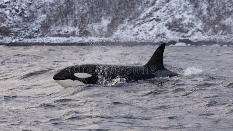 Orca (killer Whale) Swimming in the Artic Waters. Stock Photo - Image ...