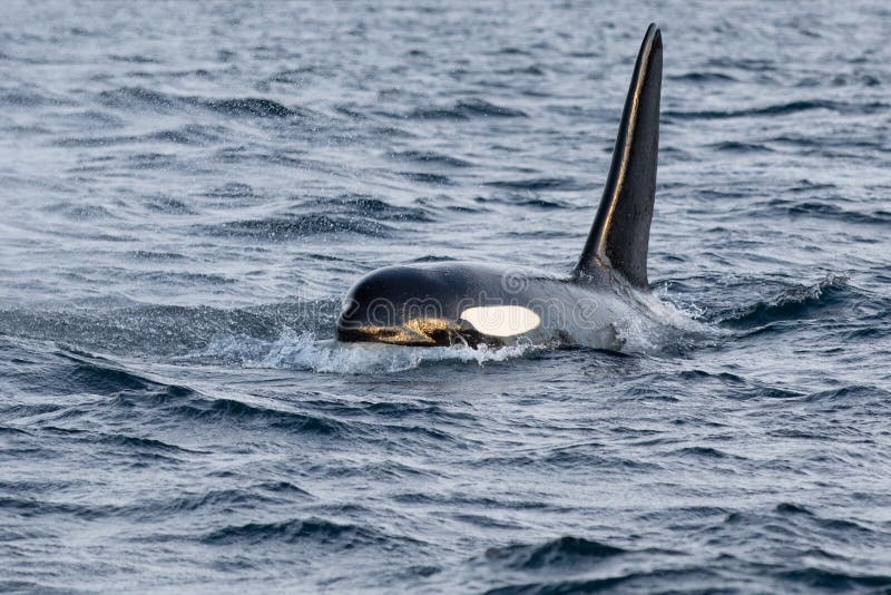 Orca (killer Whale) Swimming in the Artic Waters. Stock Photo - Image ...
