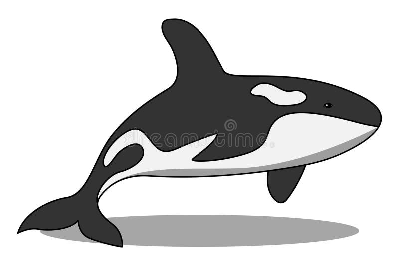Orca or Killer Whale Vector Stock Vector - Illustration of fish, mammal ...