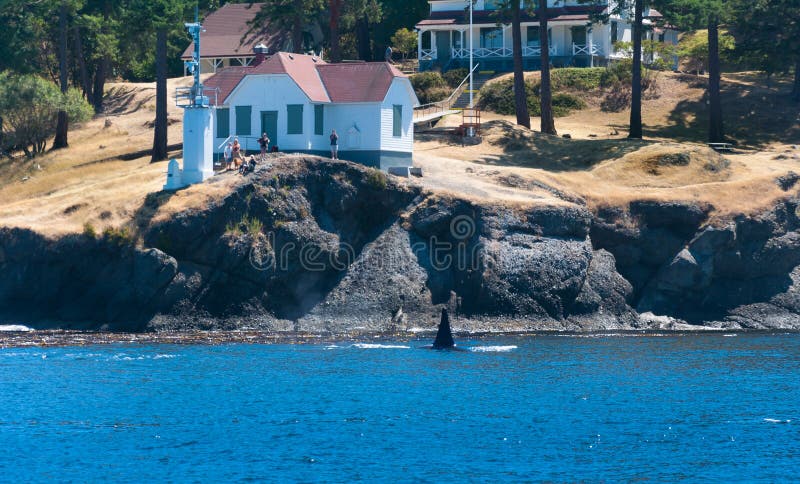 Orca near the coast stock image. Image of people, watching - 65385473