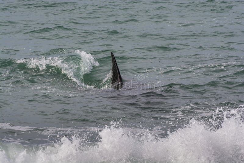Orca Patrolling the Coast of the Sea, Stock Image - Image of stranding ...