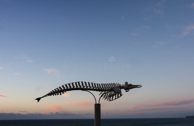 Orca`s skeleton editorial photo. Image of silhouette - 122822891