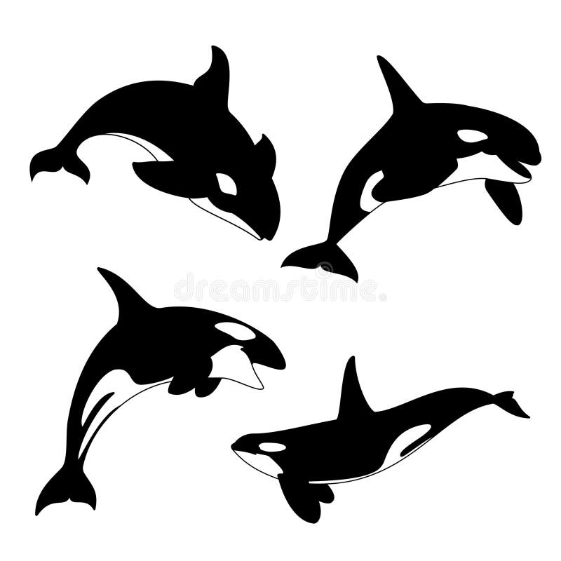 Orca Silhouette Vector Illustration. Stock Vector - Illustration of ...