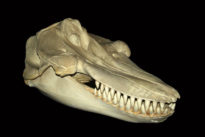 An Orca Skull stock image. Image of killer, natural, tooth - 4519413