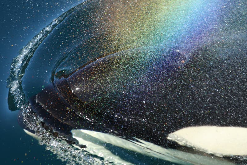Orca spouting a rainbow stock photo. Image of fjords - 212453386