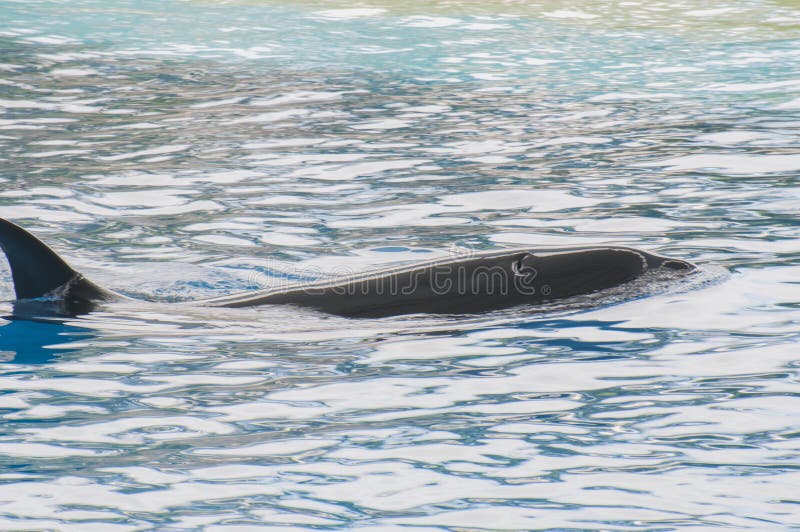 An Orca Swimming Underwater Looking Like an Abstract Painting. Stock ...