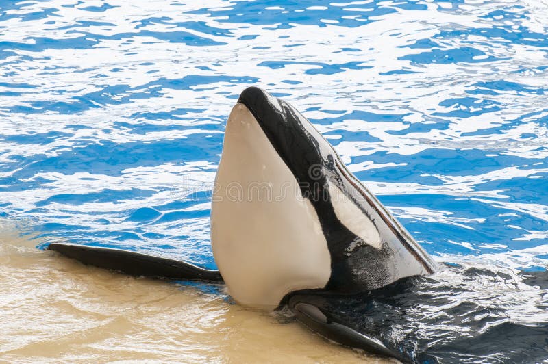 Orca swimming stock photo. Image of white, mammal, animal - 44365718