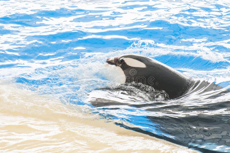 Orca swimming stock image. Image of fish, splash, animal - 44365839