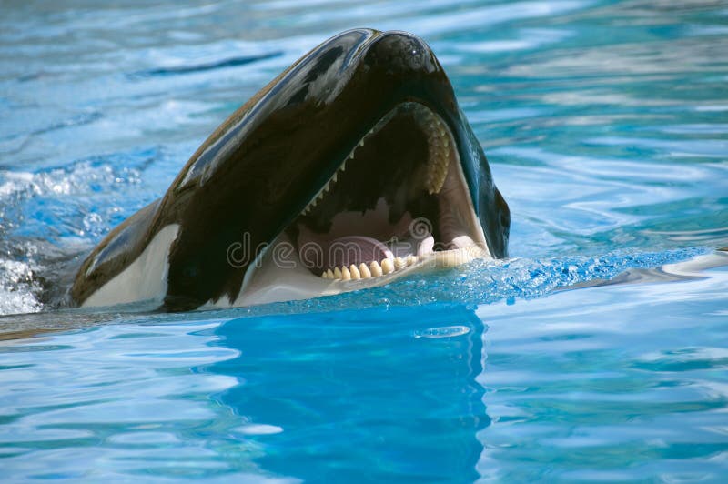 Orca in water stock photo. Image of blue, aquatic, orcinus - 6815378