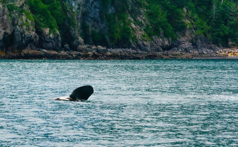 Orca Waving Flipper stock photo. Image of coastline, black - 71423882