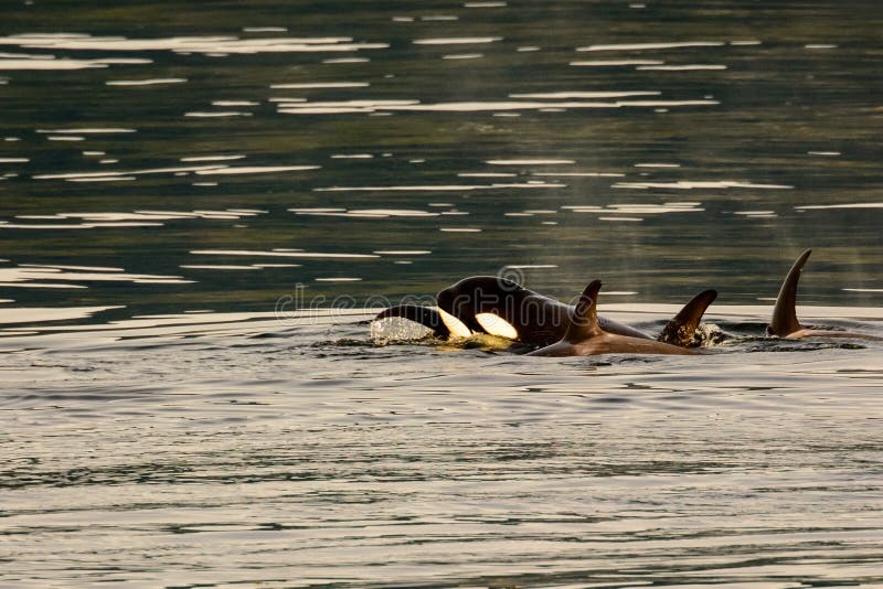 Orca whale on the chase stock image. Image of potential - 84960055