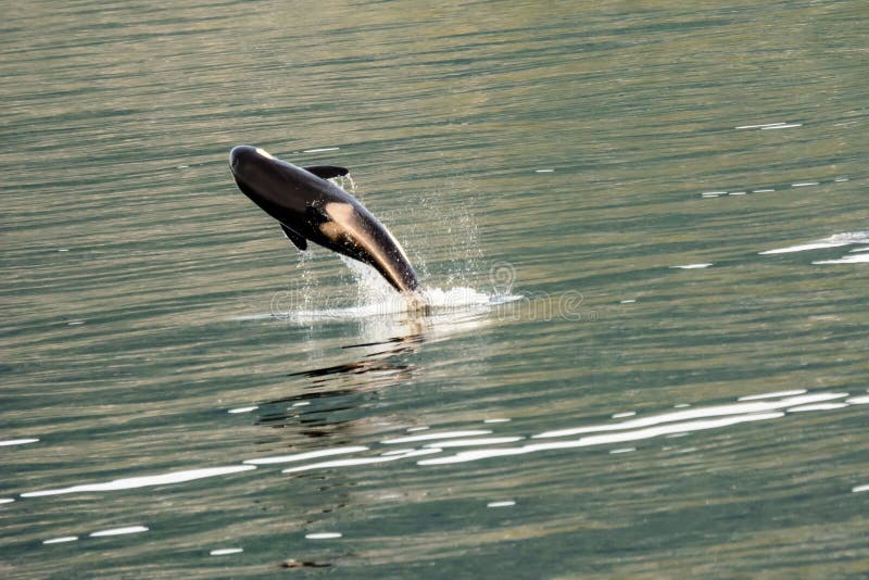 Orca whale jumping for fun stock photo. Image of natural - 84986914