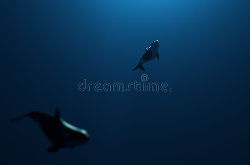 Orca Whales in the Ocean. Orca Whale Under Water Stock Photo - Image of ...