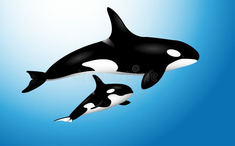 Orca Whale with Baby stock vector. Illustration of whale - 18387504