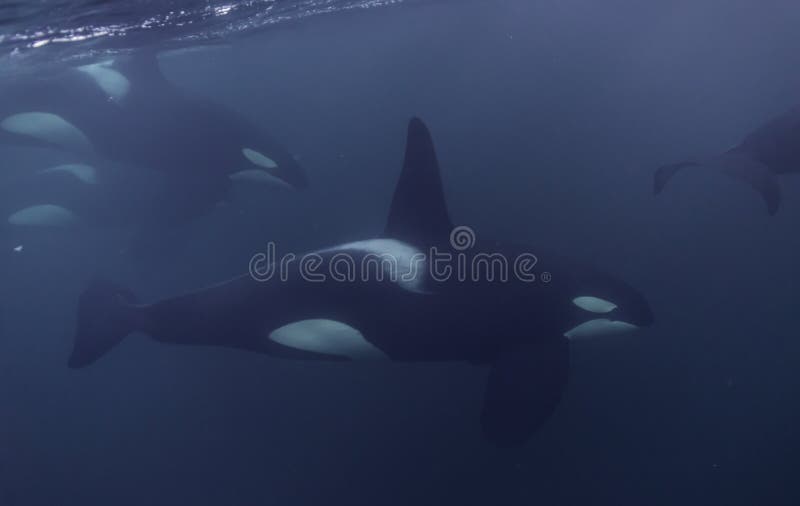 Group of orcas in the wild stock photo. Image of whale - 22287900