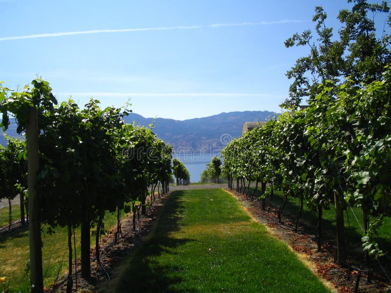 In the orchard stock image. Image of plants, blue, hills - 13149371