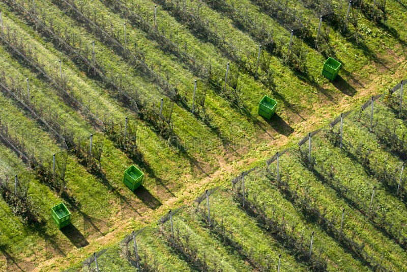 Orchard stock photo. Image of view, coloums, green, fields - 13811078