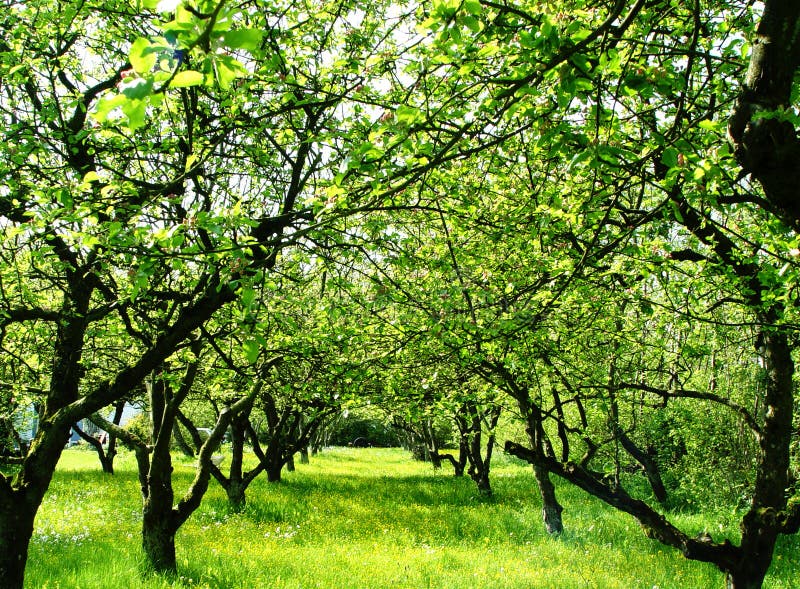 Kentish pear orchard stock photo. Image of meal, cultivation - 2604668