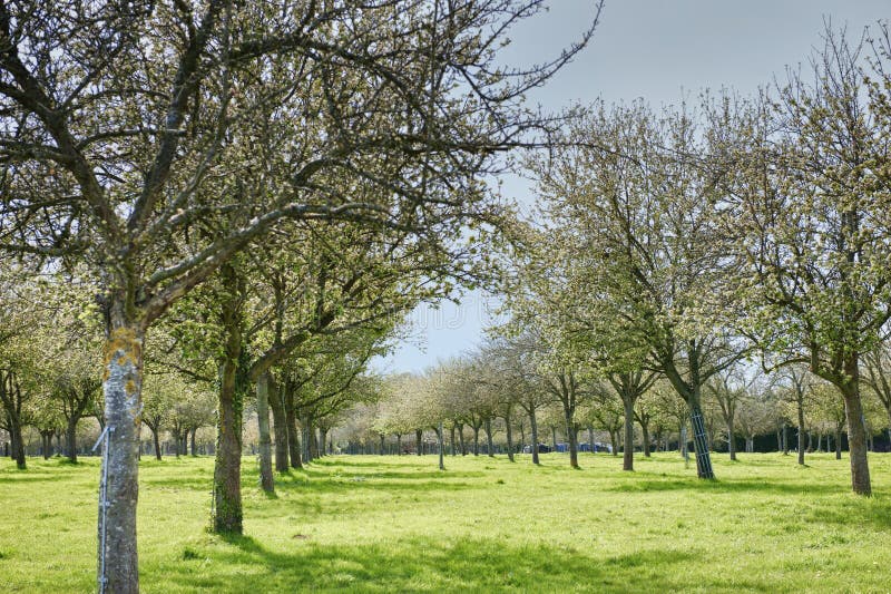 Orchard stock photo. Image of grass, spring, horizontal - 24753712