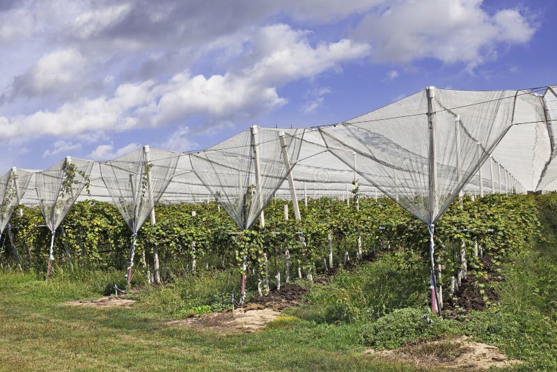 Orchard with anti hail net stock image. Image of netting - 77439027