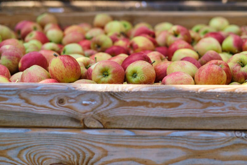 Orchard, Apple Harvest. Boxes with Harvested Apples Stock Image - Image ...