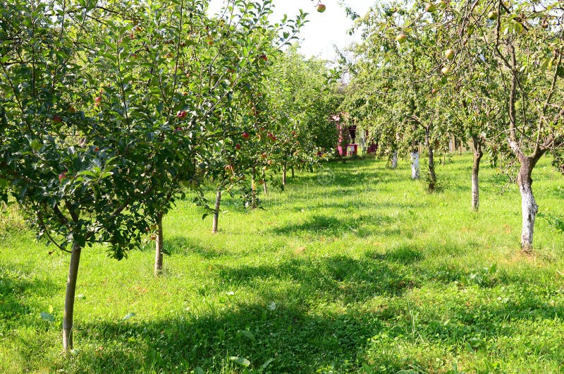 Orchard stock photo. Image of fruit, cloud, clouds, beautiful - 45090790