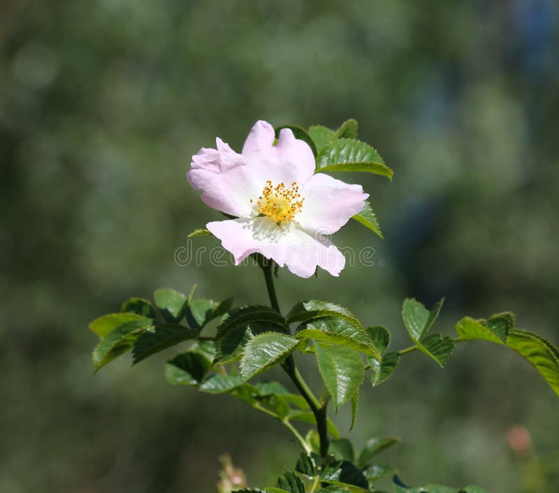 Orchard Apple or Table Apple Tree & X28;Malus Domestica Stock Image ...