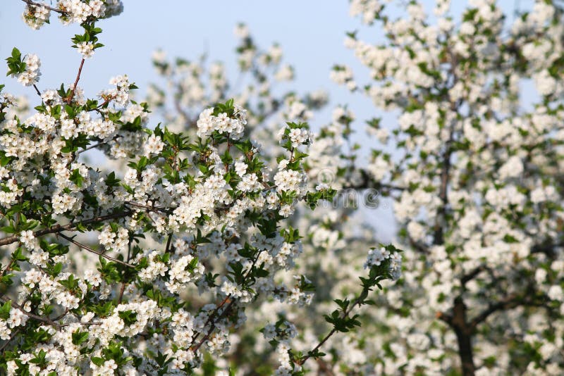 Orchard Apple Tree Branch with Flowers Stock Photo - Image of petal ...