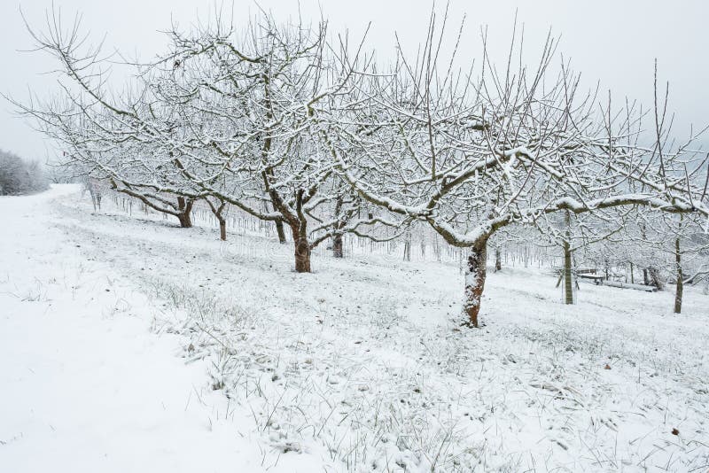 Orchard with Apple Trees in Winter Stock Image - Image of wurttemberg ...