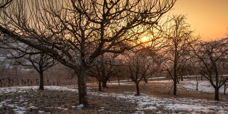 Orchard with Apple Trees in Winter Stock Image - Image of cultural ...