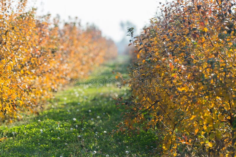 Orchard apples in fall stock photo. Image of apple, europa - 62258204