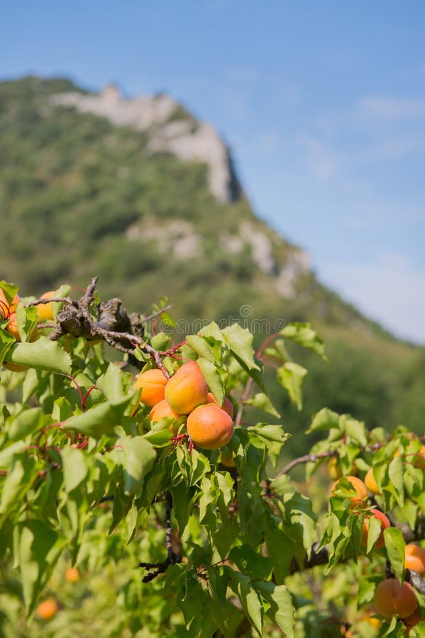 Orchard with Apricots. Apricot Tree Farm in Serbia Stock Photo - Image ...