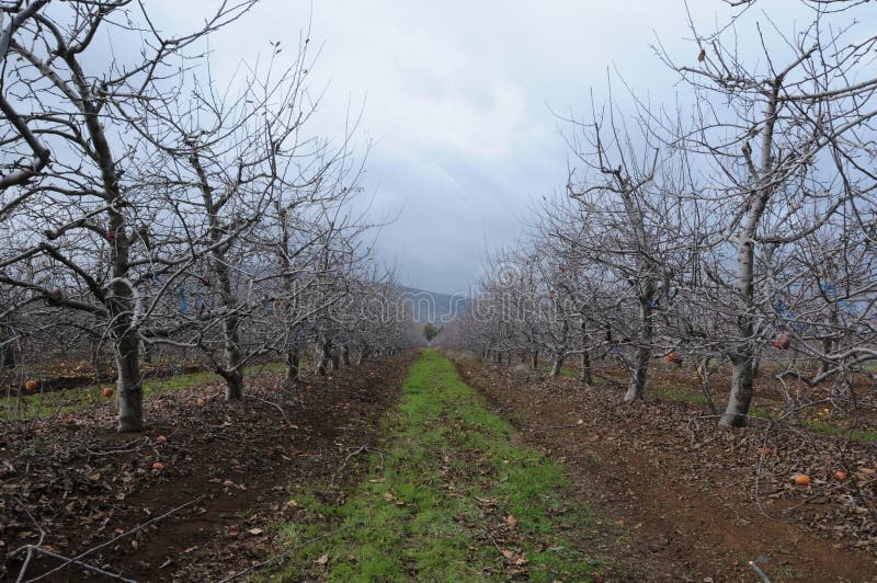 Orchard in autumn stock photo. Image of apples, horizon - 7821602