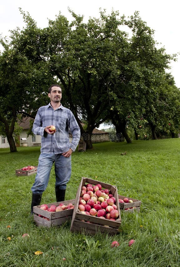 Orchard stock photo. Image of tree, stem, apple, branch - 34304416