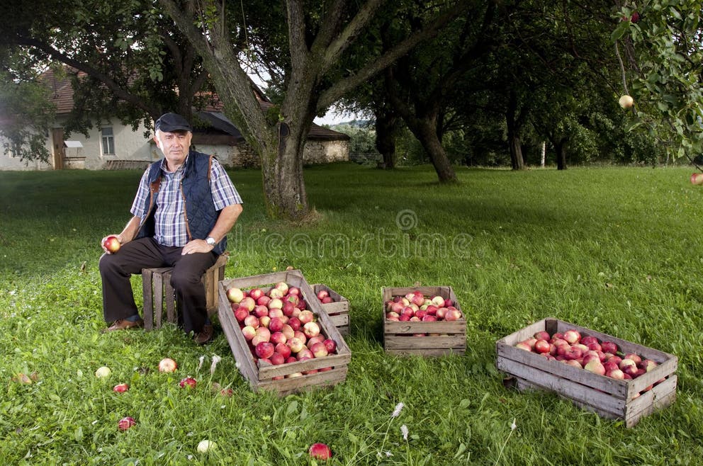 Orchard stock image. Image of harvesting, food, stem - 37820257
