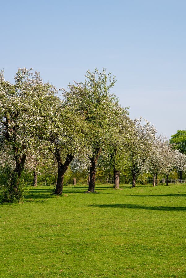 Orchard with Blooming Apple Trees in Spring Stock Image - Image of ...