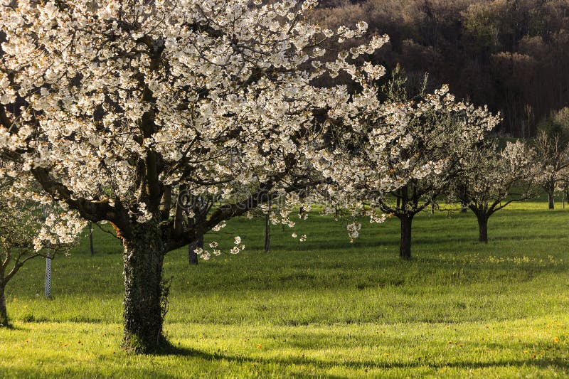 Orchard with Blooming Cherry Trees in the Afternoon Sun Stock Image ...