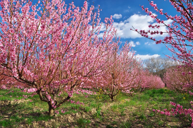 Orchard Blooming Spring Garden. Stock Image - Image of country ...