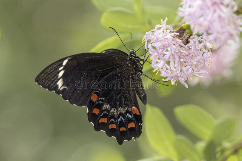 Orchard Butterfly stock image. Image of papilio, nature - 204429001