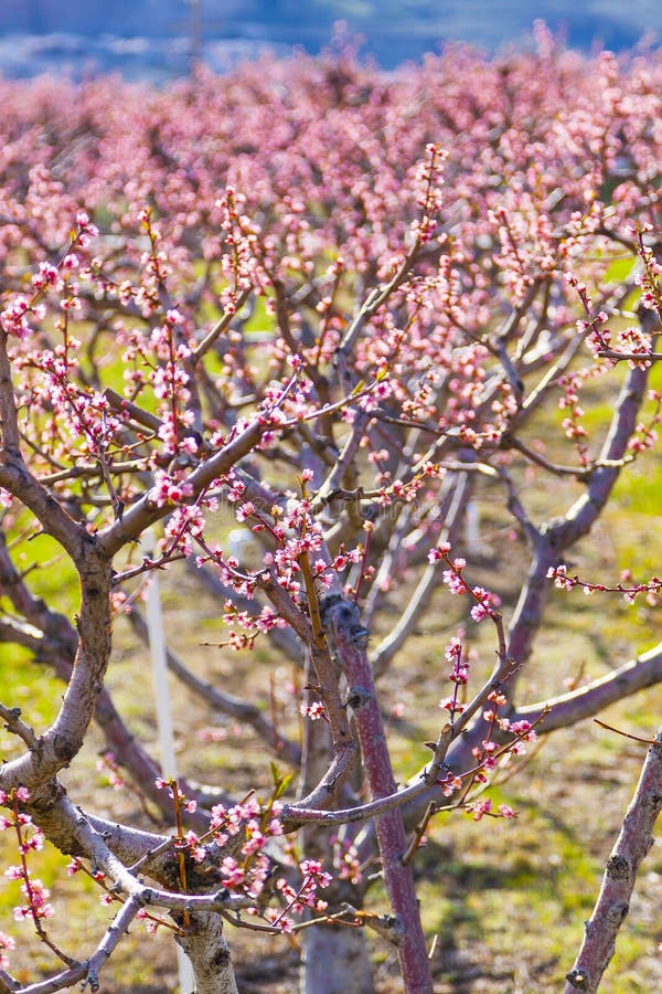 Orchard of Cherry Blossoms stock image. Image of fruit - 65310795