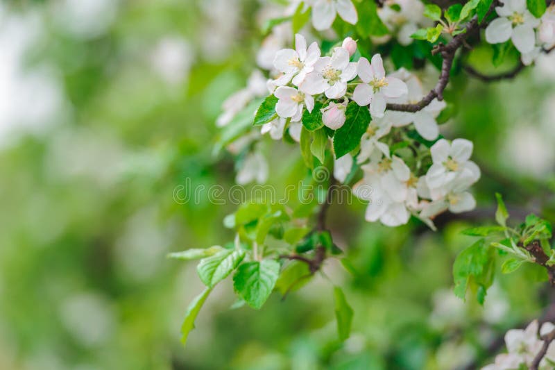 Early Spring in Apple Plantation Stock Photo - Image of early, harvest ...