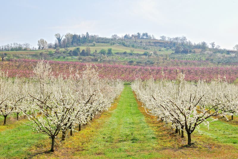 Orchard of peach in march stock photo. Image of botanical - 29550974