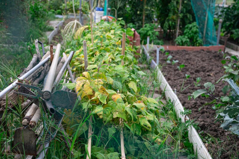 Orchard and Cultivation Area Ecological Personal for Biological Self ...