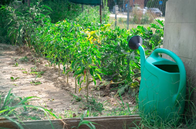 Orchard and Cultivation Area Ecological Personal for Biological Self ...