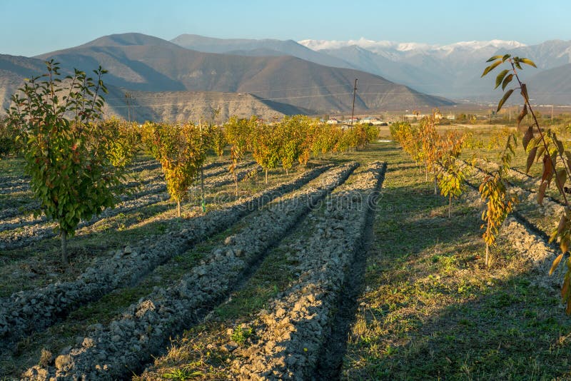 Orchard or Different Fruit Trees with Tree Rows. Stock Photo - Image of ...
