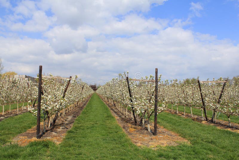 A Modern Orchard with Rows of Pear Trees with White Blossom in Holland ...
