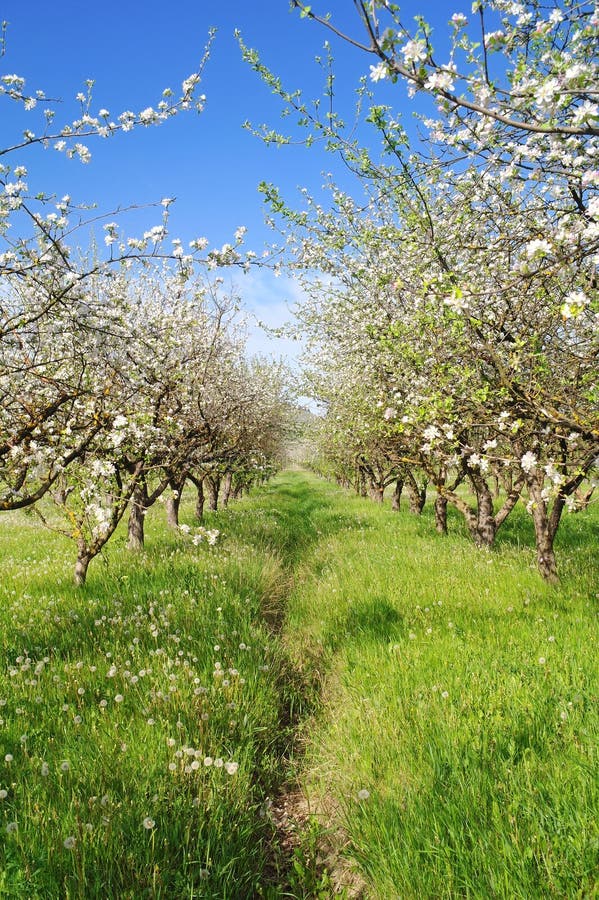 Orchard stock image. Image of garden, fruit, ditch, rural - 34547197
