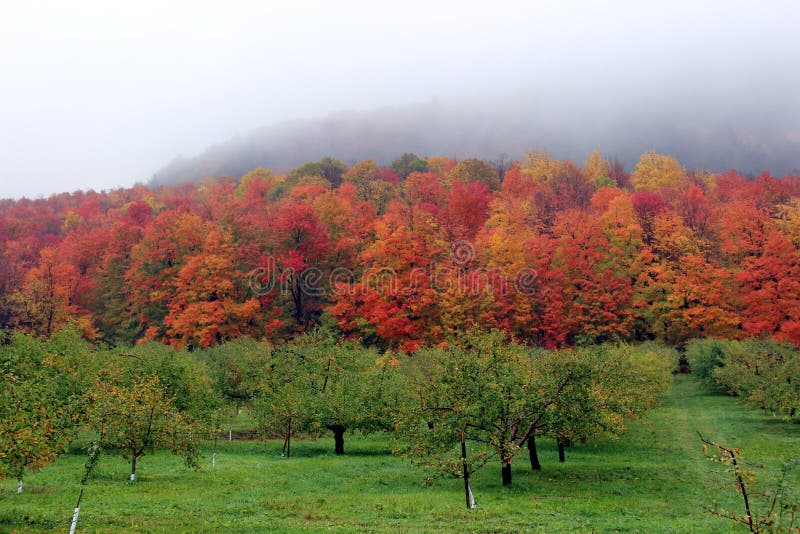 Orchard in Fall stock image. Image of mountain, tree - 79219577